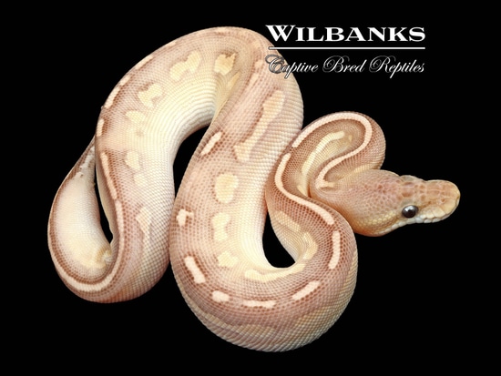Banana Blackhead Butter Cinnamon Ball Python by Wilbanks Captive Bred ...