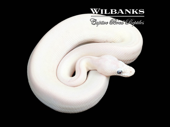 Blue Eyed Lucy (Butter Mojave) Ball Python by Wilbanks Captive Bred ...