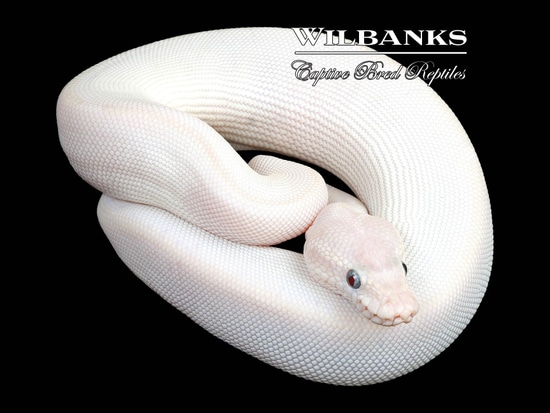 Blue Eyed Leucistic (Lucy) (Mojave Russo) Ball Python by Wilbanks ...