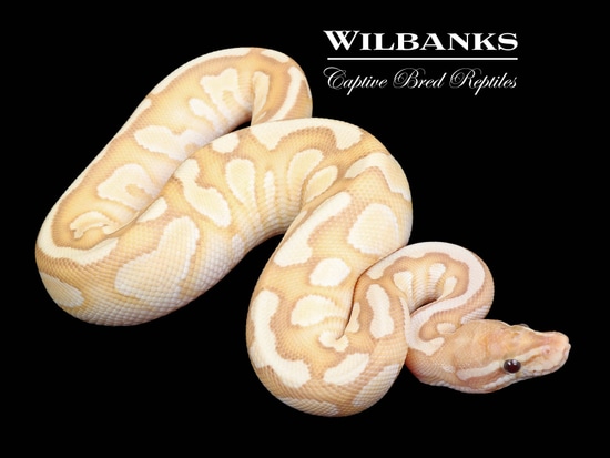 Banana Butter Yellow Belly Ball Python by Wilbanks Captive Bred Reptiles