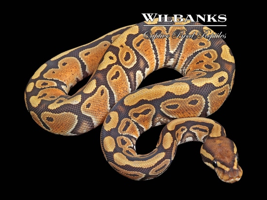 Orange Crush Ball Python by Wilbanks Captive Bred Reptiles