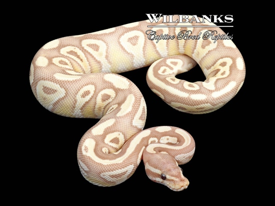Banana Mojave Ball Python by Wilbanks Captive Bred Reptiles