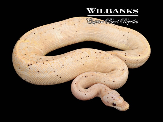 Banana Suma 50% PH Clown Ball Python by Wilbanks Captive Bred Reptiles