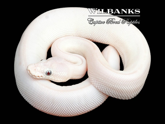 White Diamond Blue Eyed Leucistic (Super Russo) Ball Python by Wilbanks ...
