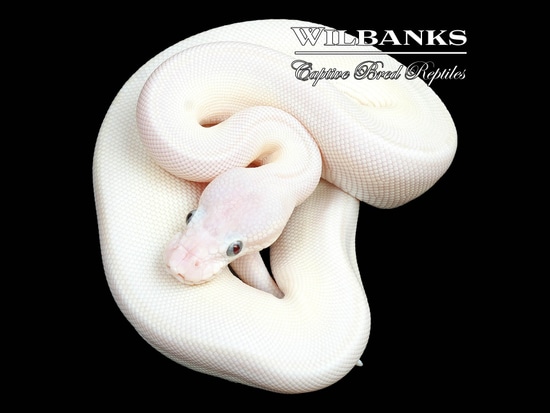 Blue Eyed Leucistic (Lucy) (Mojave Russo) Ball Python by Wilbanks ...
