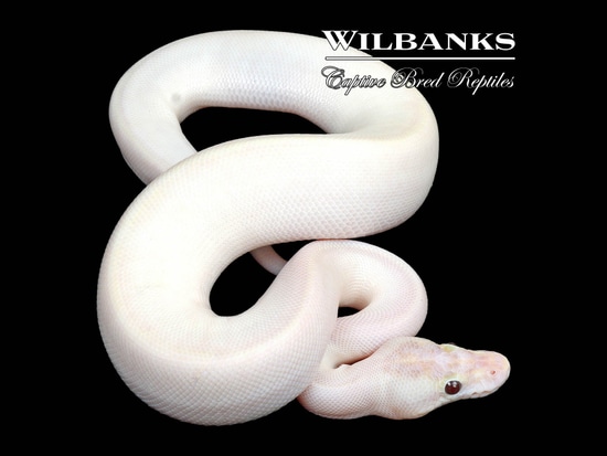 Banana Ivory Ball Python by Wilbanks Captive Bred Reptiles