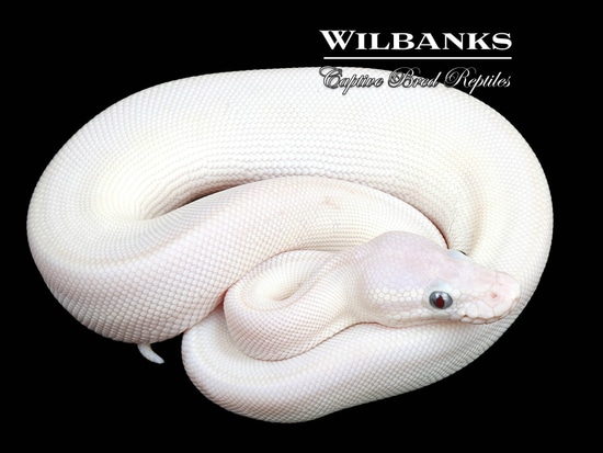 White Diamond Blue Eyed Leucistic (Super Russo) Ball Python by Wilbanks ...