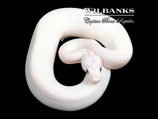 White Diamond Blue Eyed Leucistic (Super Russo) Ball Python by Wilbanks ...