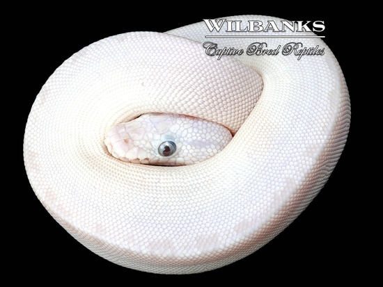 White Diamond Blue Eyed Leucistic (Super Russo) Ball Python by Wilbanks ...