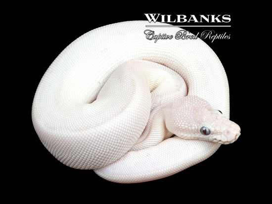 White Diamond Blue Eyed Leucistic (Super Russo) Ball Python by Wilbanks ...