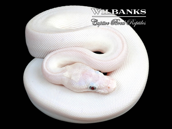 Blue Eyed Leucistic (Lucy) (Mojave Russo) Ball Python by Wilbanks ...