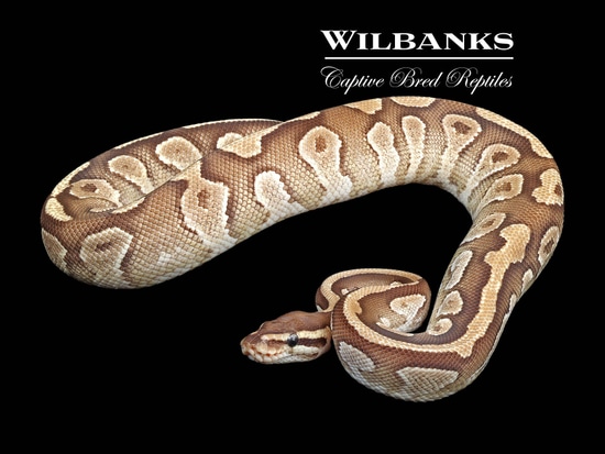 Mojave Spark Ball Python by Wilbanks Captive Bred Reptiles