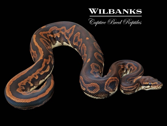 Black Pastel Leopard Ball Python by Wilbanks Captive Bred Reptiles
