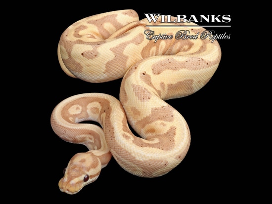 Banana Leopard Spark Ball Python by Wilbanks Captive Bred Reptiles