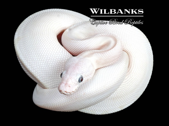 White Diamond Blue Eyed Leucistic (Super Russo) Ball Python by Wilbanks ...