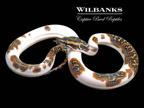 🐍 🌟 Piebald 100% Het. Albino Burmese Python 🔥NO RESERVE 🔥 by Wilbanks ...