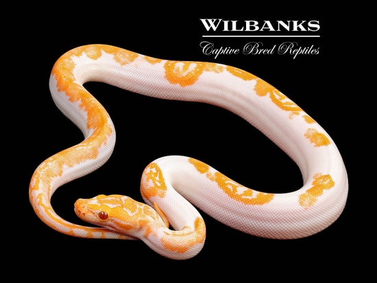 🔥 NO RESERVE🔥 Albino Pied Burmese Python by Wilbanks Captive Bred Reptiles