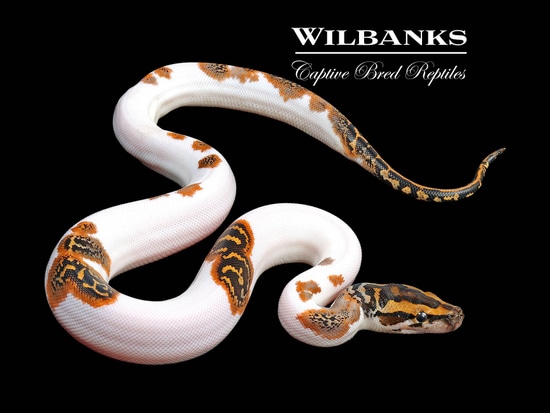 Piebald 100% Het. Albino Burmese Python by Wilbanks Captive Bred Reptiles