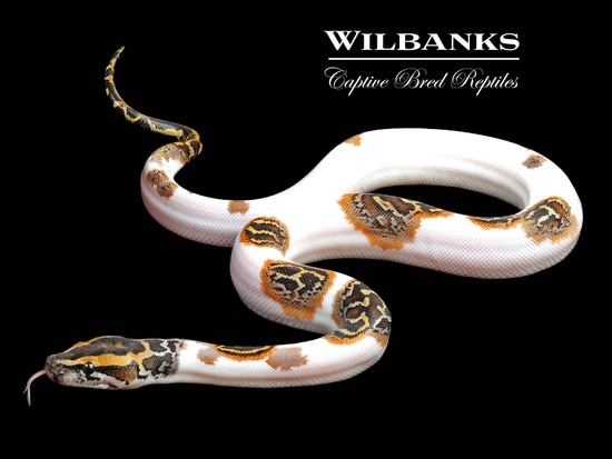 Piebald 100% Het. Albino Burmese Python by Wilbanks Captive Bred Reptiles