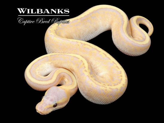 Zuwadi Banana Vanilla Mojave Pinstripe Ball Python by Wilbanks Captive ...