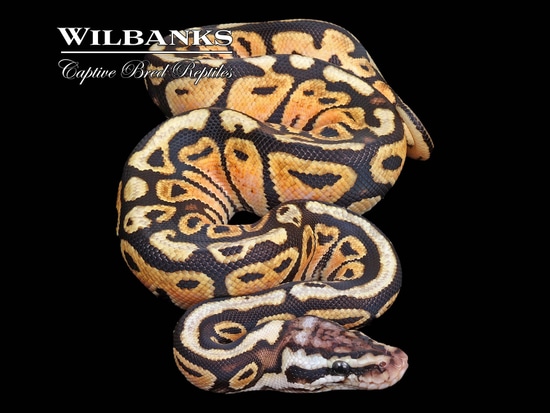 Pastel Spotnose 100% Het. Sunset Ball Python by Wilbanks Captive Bred ...