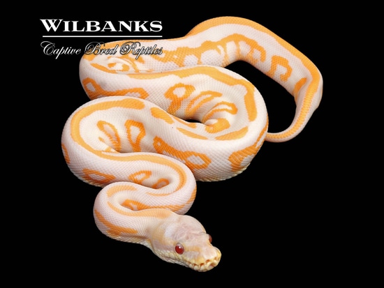 Lavender Leopard Blackhead Ball Python by Wilbanks Captive Bred Reptiles