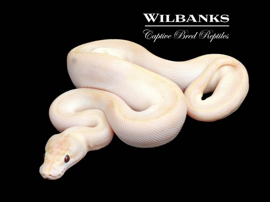 Banana Ivory Ball Python by Wilbanks Captive Bred Reptiles