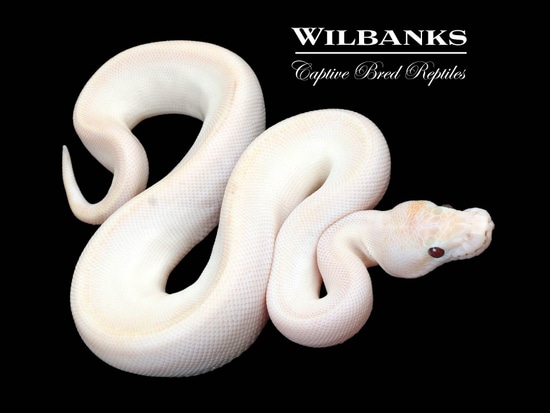 Banana Ivory Ball Python by Wilbanks Captive Bred Reptiles