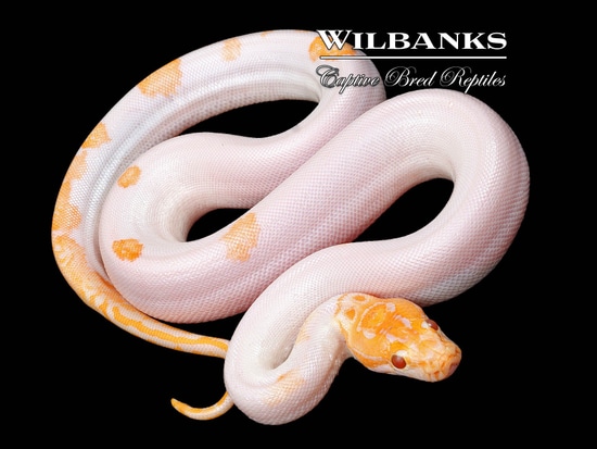 Albino Pied 66% PH Granite Burmese Python by Wilbanks Captive Bred Reptiles