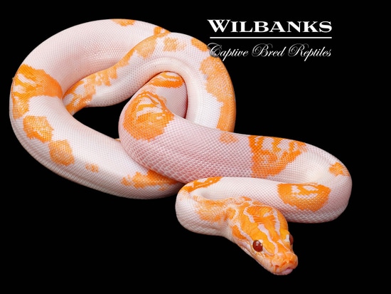 Albino Pied 66% PH Granite Burmese Python by Wilbanks Captive Bred Reptiles