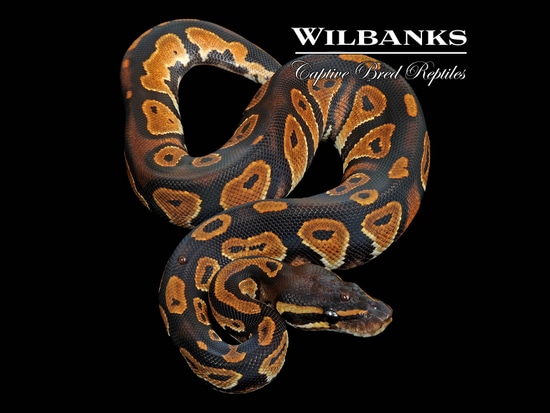Blackhead 100% Het. Lavender Albino Ball Python by Wilbanks Captive ...