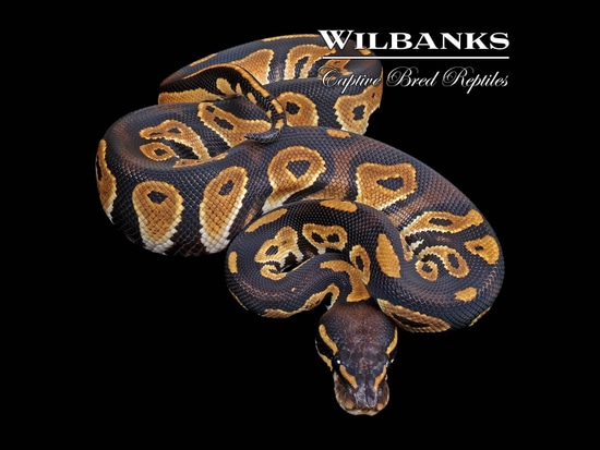Blackhead 100% DH VPI Axanthic Clown Ball Python by Wilbanks Captive ...