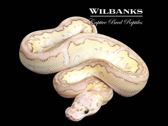 Pastel Butter Clown Ball Python by Wilbanks Captive Bred Reptiles