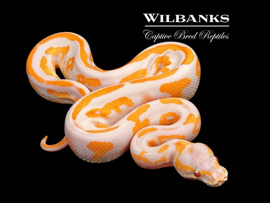 Lavender Leopard Blackhead Ball Python by Wilbanks Captive Bred Reptiles