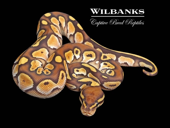 Orange Dream Butter Yellow Belly Ball Python by Wilbanks Captive Bred ...