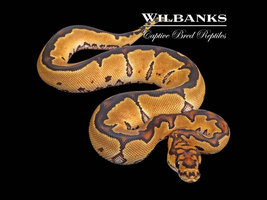 Clown Ball Python by Wilbanks Captive Bred Reptiles