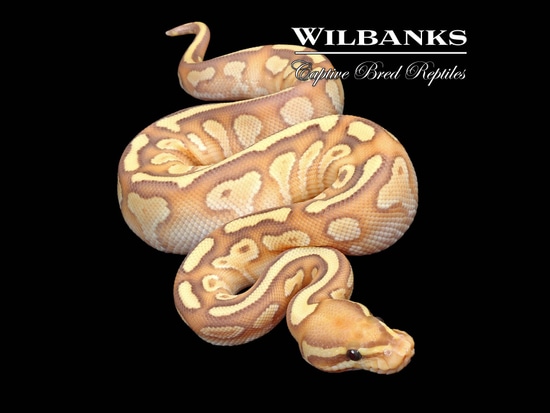 Banana Butter Yellow Belly Ball Python by Wilbanks Captive Bred Reptiles