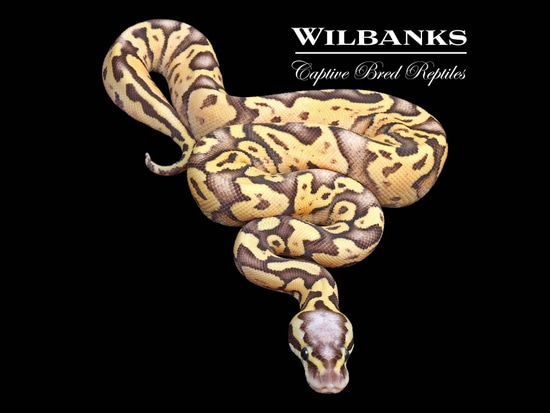 SuperFly Ball Python by Wilbanks Captive Bred Reptiles