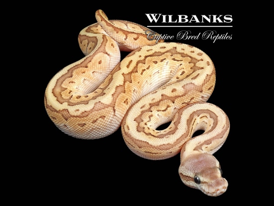Emperor Pin Ball Python by Wilbanks Captive Bred Reptiles