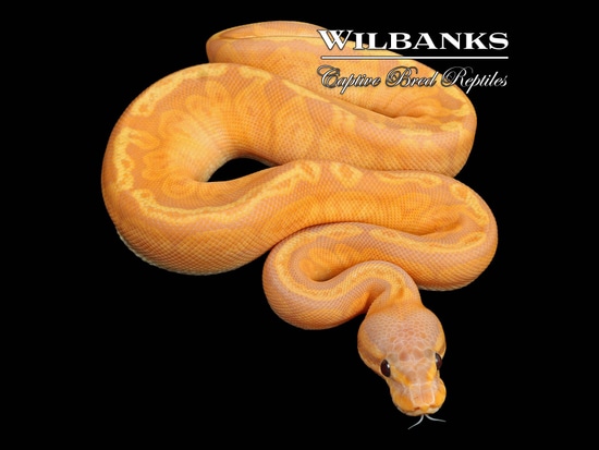 Banana Sunset Ball Python by Wilbanks Captive Bred Reptiles