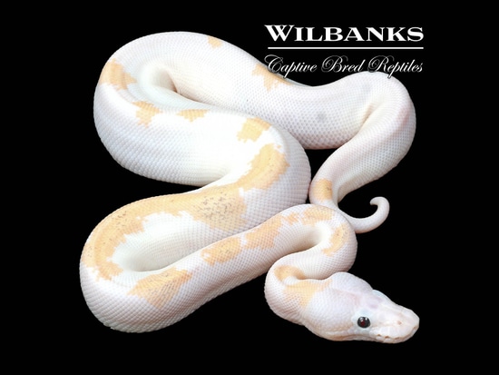Orange Crush Super Fire Ball Python by Wilbanks Captive Bred Reptiles