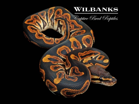 Black Pastel 100% Het. Clown Ball Python by Wilbanks Captive Bred Reptiles
