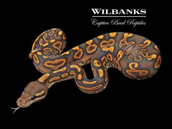 Orange Crush Black Pastel Yellow Belly Ball Python by Wilbanks Captive ...