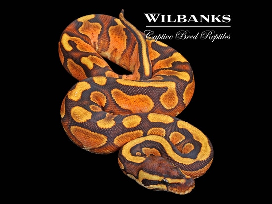 Huffman Enchi Yellow Belly Ball Python by Wilbanks Captive Bred Reptiles