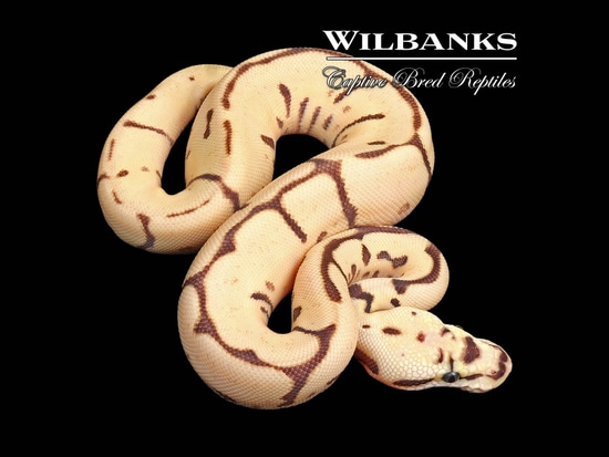 Leopard Fire Bee Ball Python by Wilbanks Captive Bred Reptiles