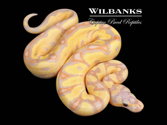 Banana Fire Clown Ball Python by Wilbanks Captive Bred Reptiles