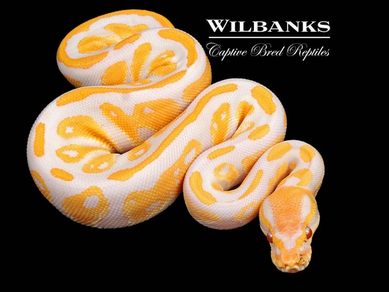 Lavender Blackhead 100% Het. Pied Ball Python by Wilbanks Captive Bred ...