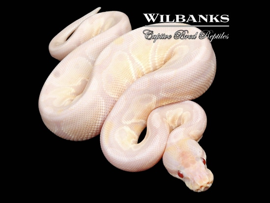 Lavender Snow Ball Python by Wilbanks Captive Bred Reptiles
