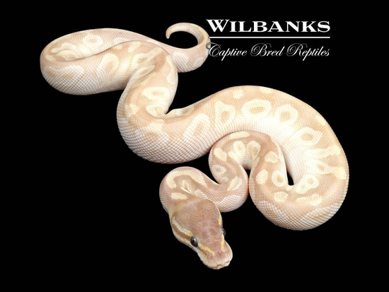 Crystal Ball Python by Wilbanks Captive Bred Reptiles