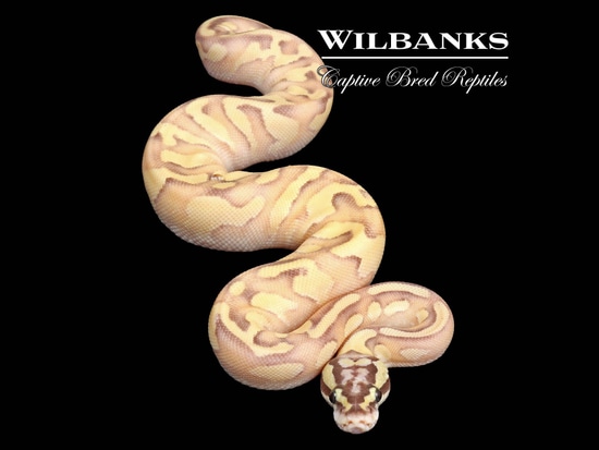 ButterFly Yellow Belly Enchi Ball Python by Wilbanks Captive Bred Reptiles